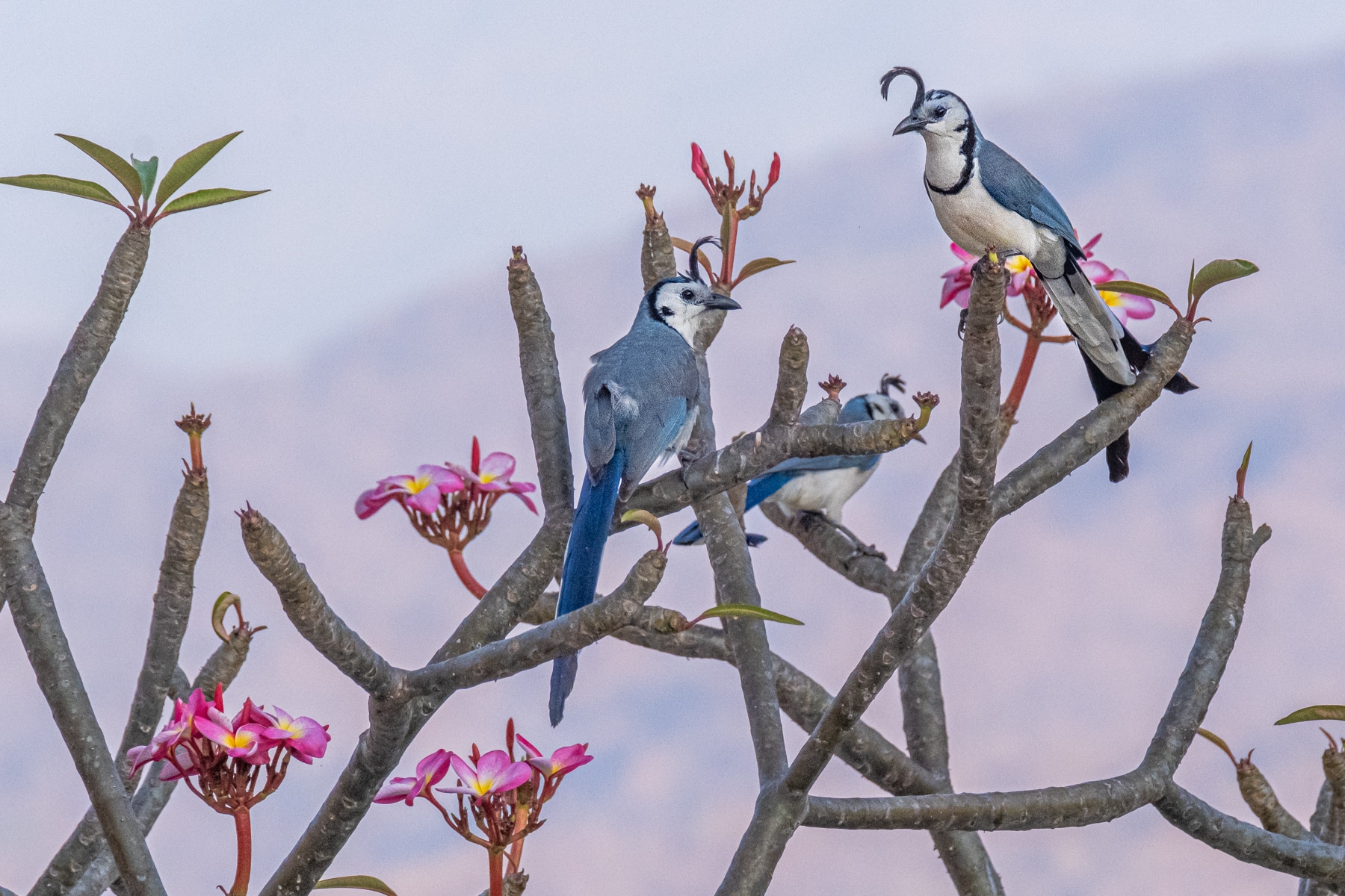 Indiana Jones Tour 2025 - ColdSnap Photography