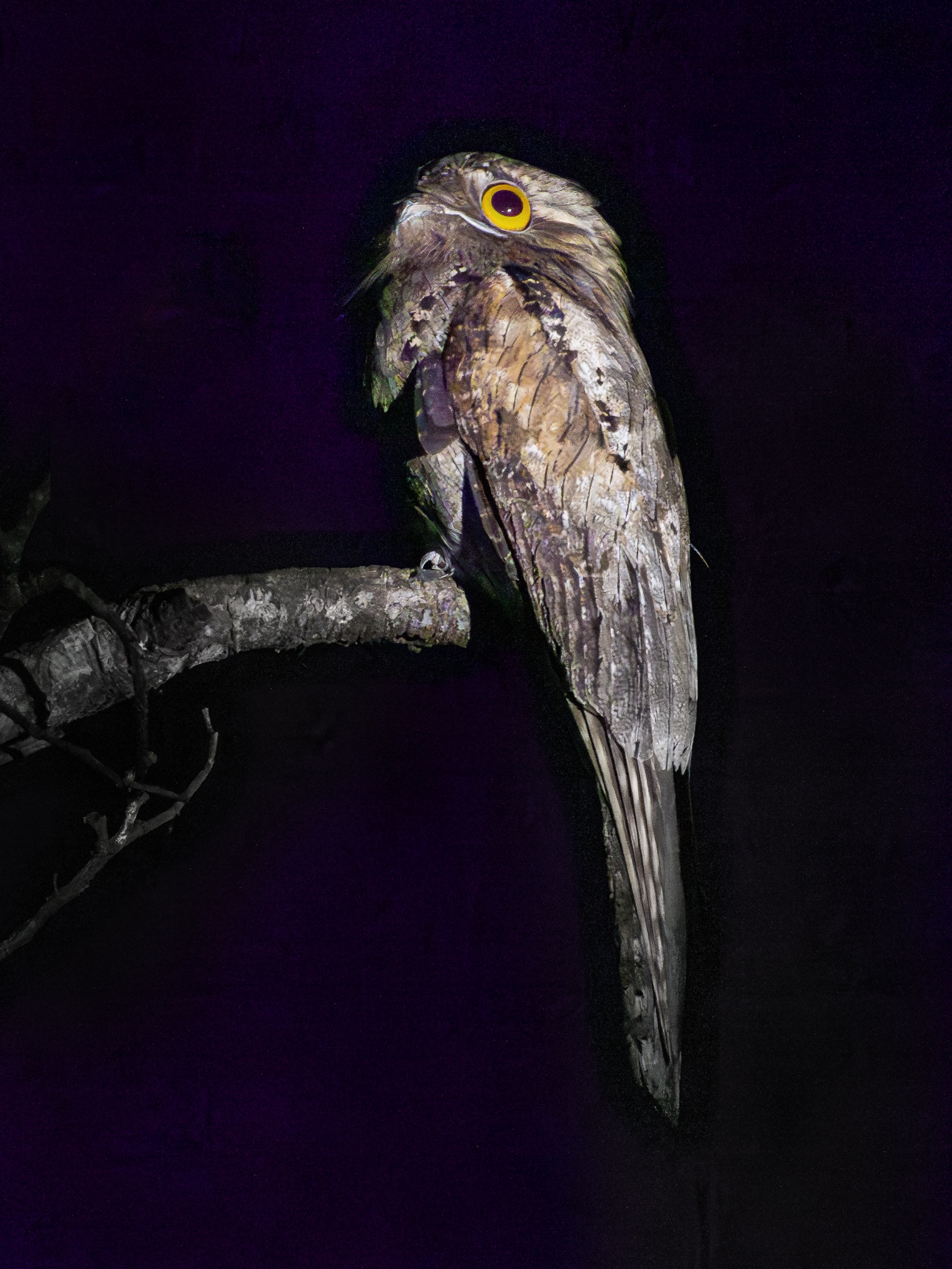 Birds & Butterflies - ColdSnap Photography