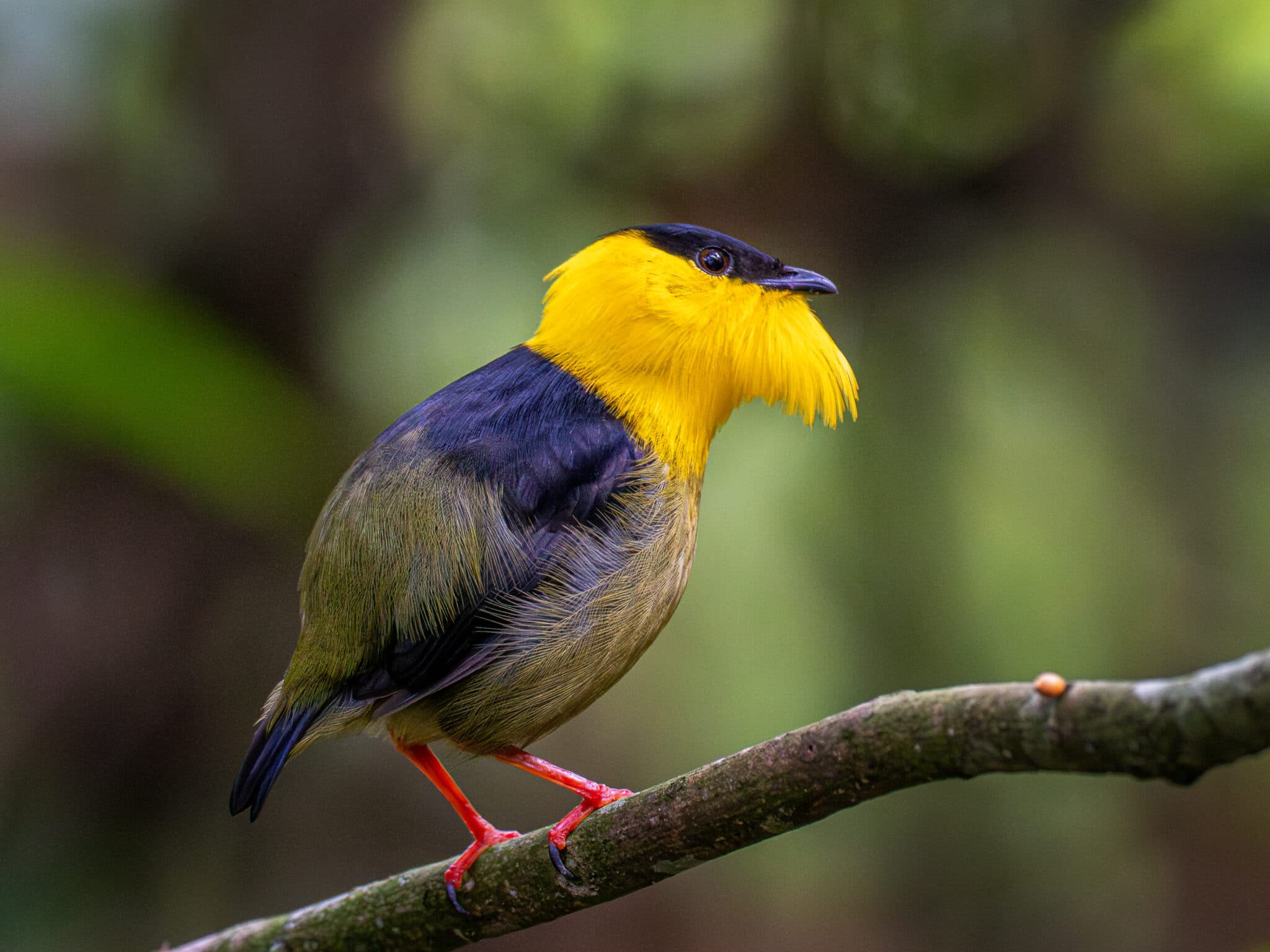 Camera Technique For Bird Photography - ColdSnap Photography